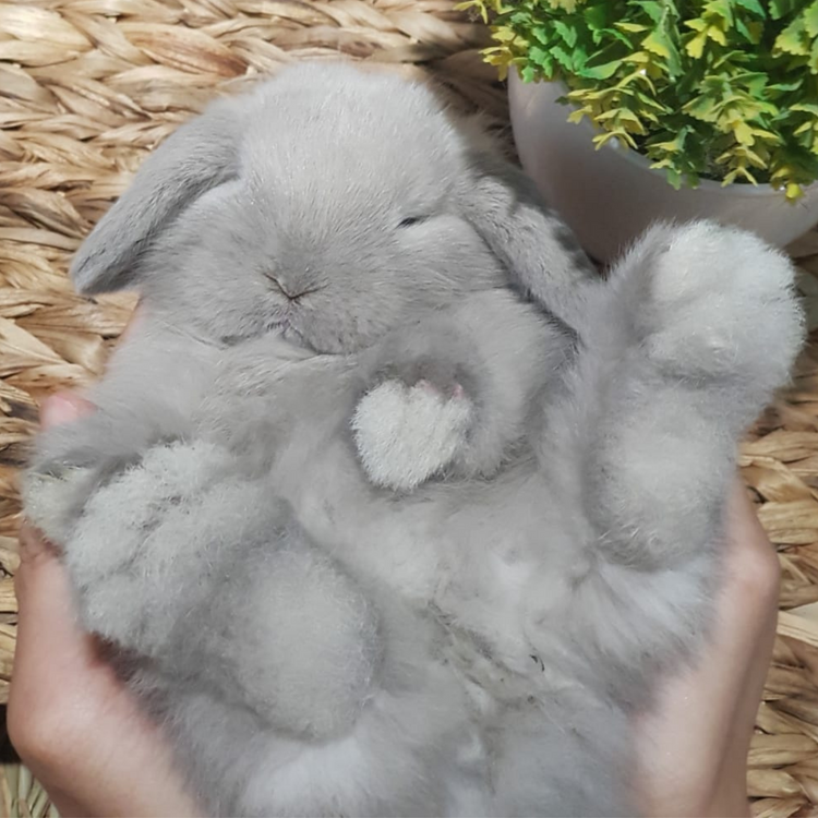 1st Rabbit Showroom in SG | RHQ Rabbitheadquarters – Rabbit Headquarters