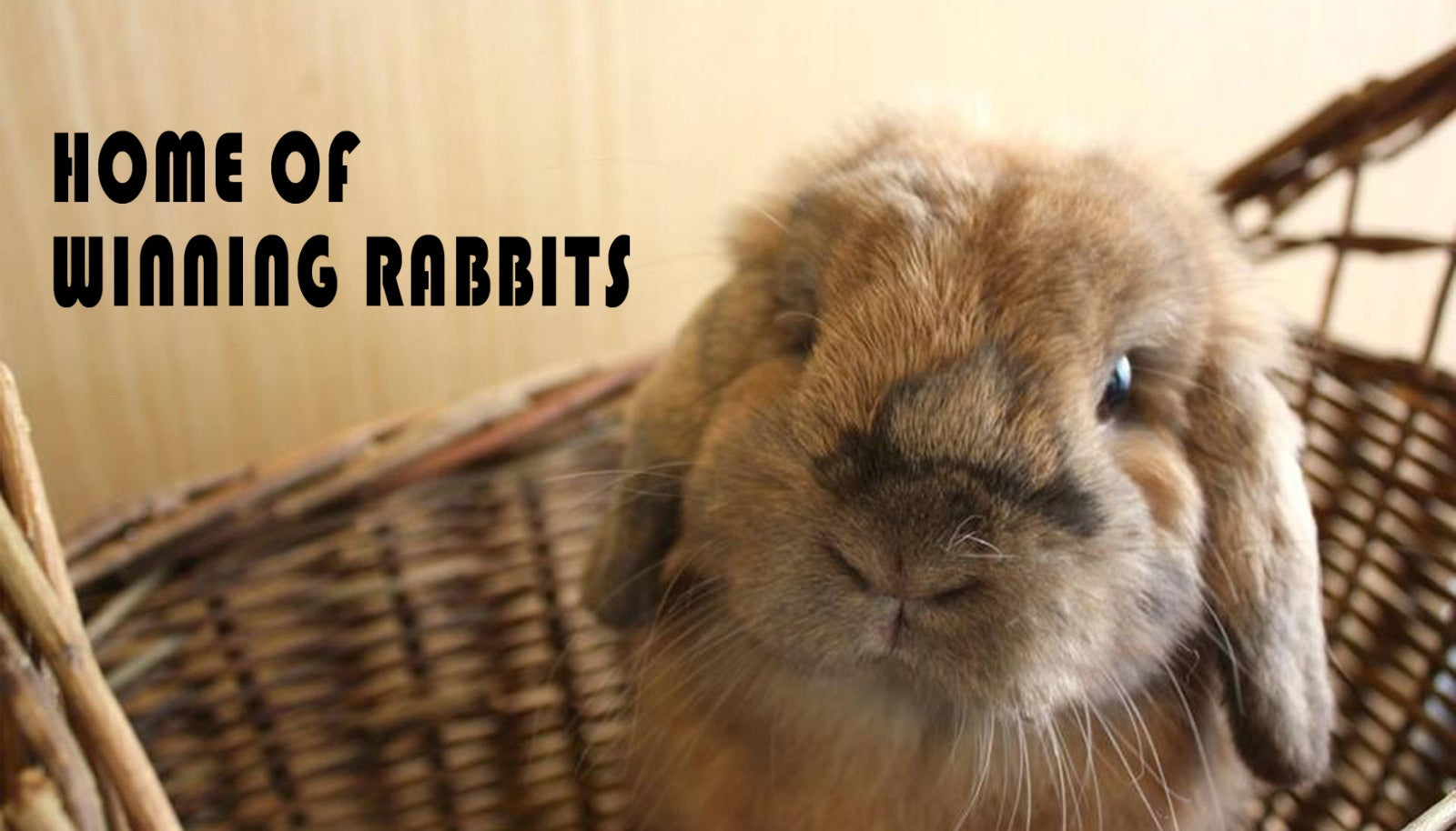 1st Rabbit Showroom in SG | RHQ Rabbitheadquarters – Rabbit Headquarters