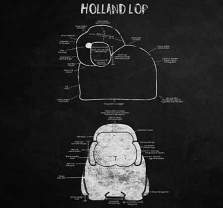 1st Rabbit Showroom in SG | RHQ Rabbitheadquarters – Rabbit Headquarters