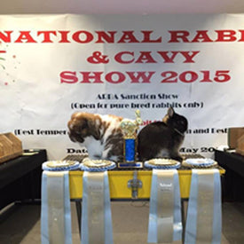 1st Rabbit Showroom in SG | RHQ Rabbitheadquarters – Rabbit Headquarters